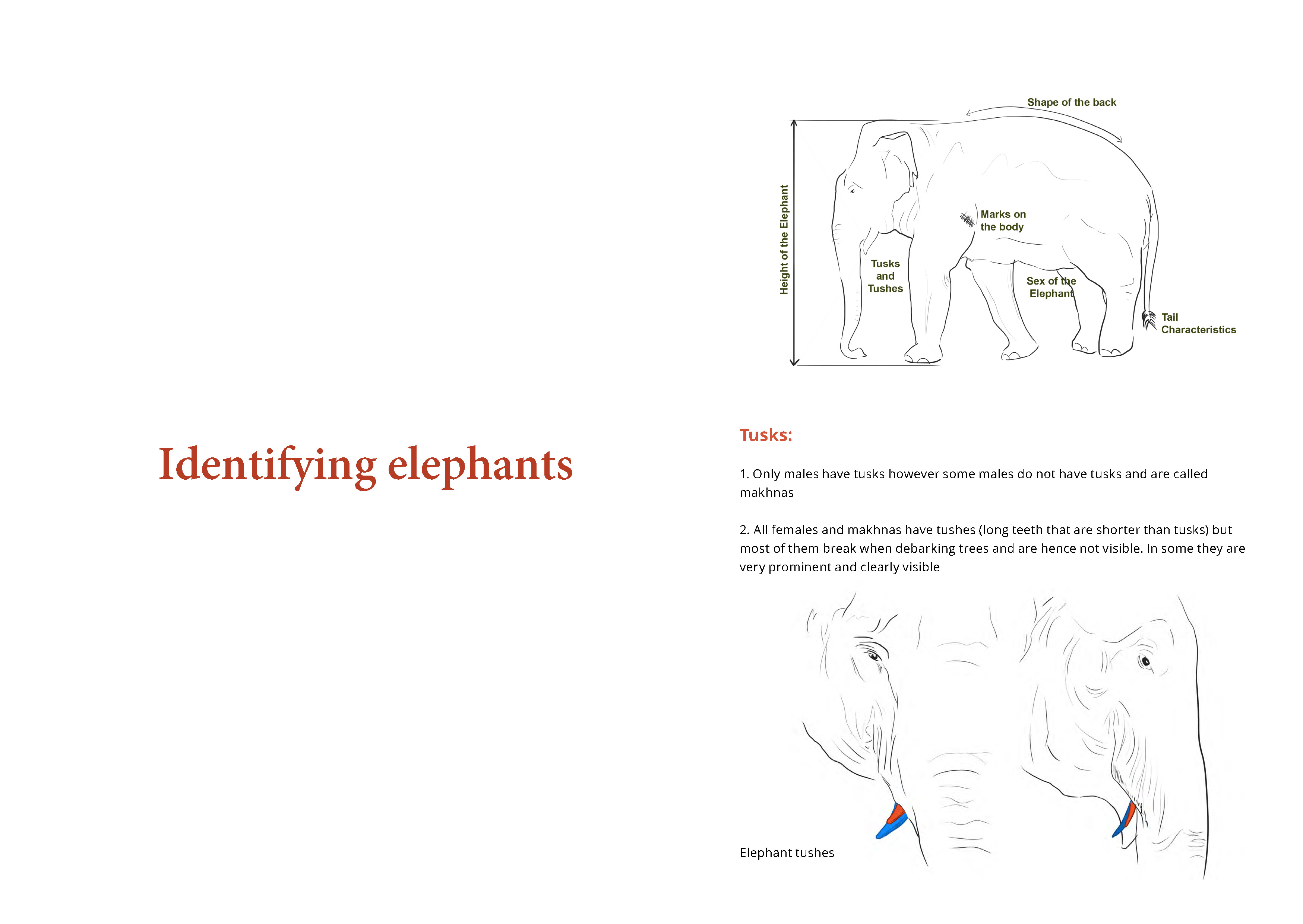 how to draw elephant tamil